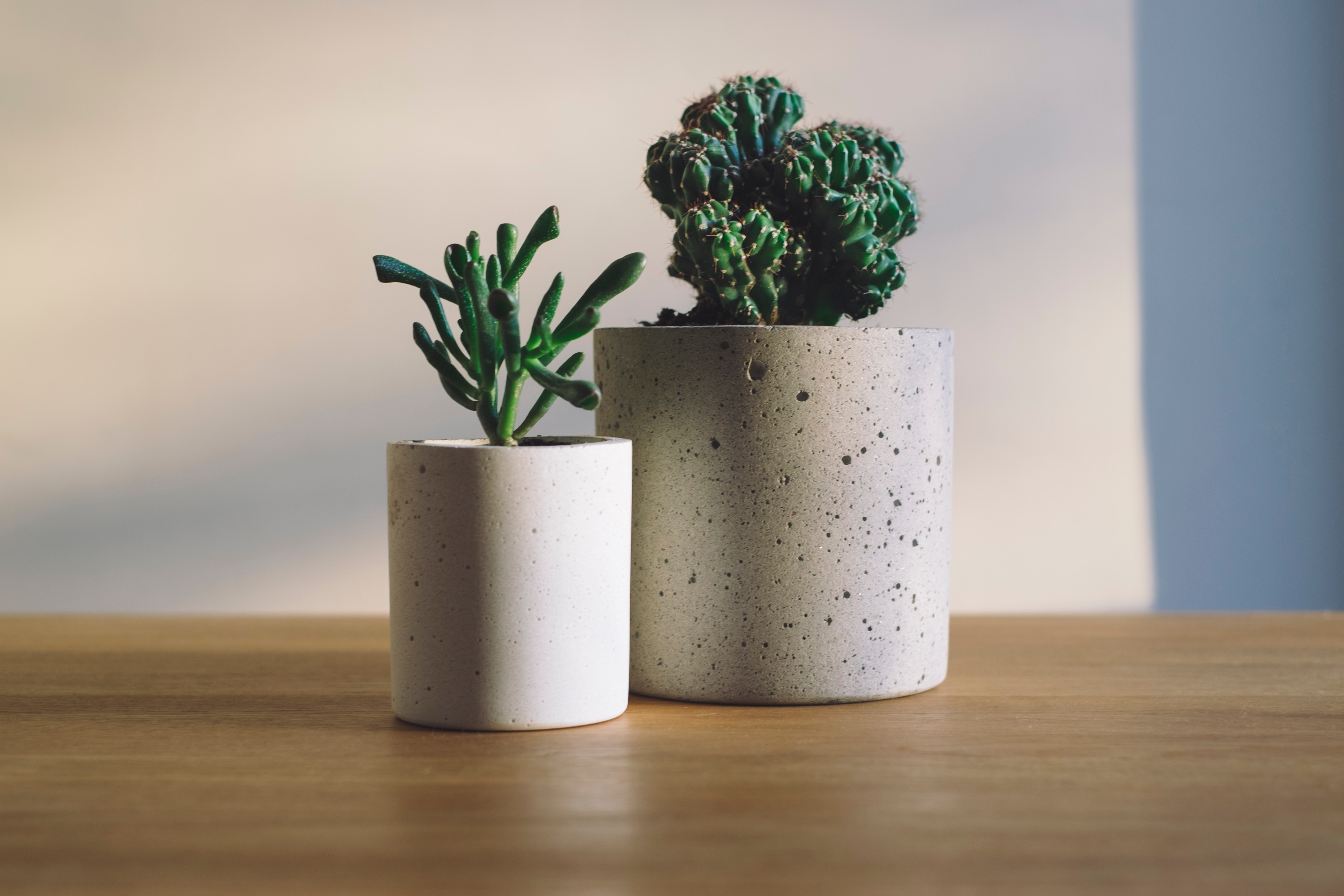 The Best Modern Houseplants on A Budget