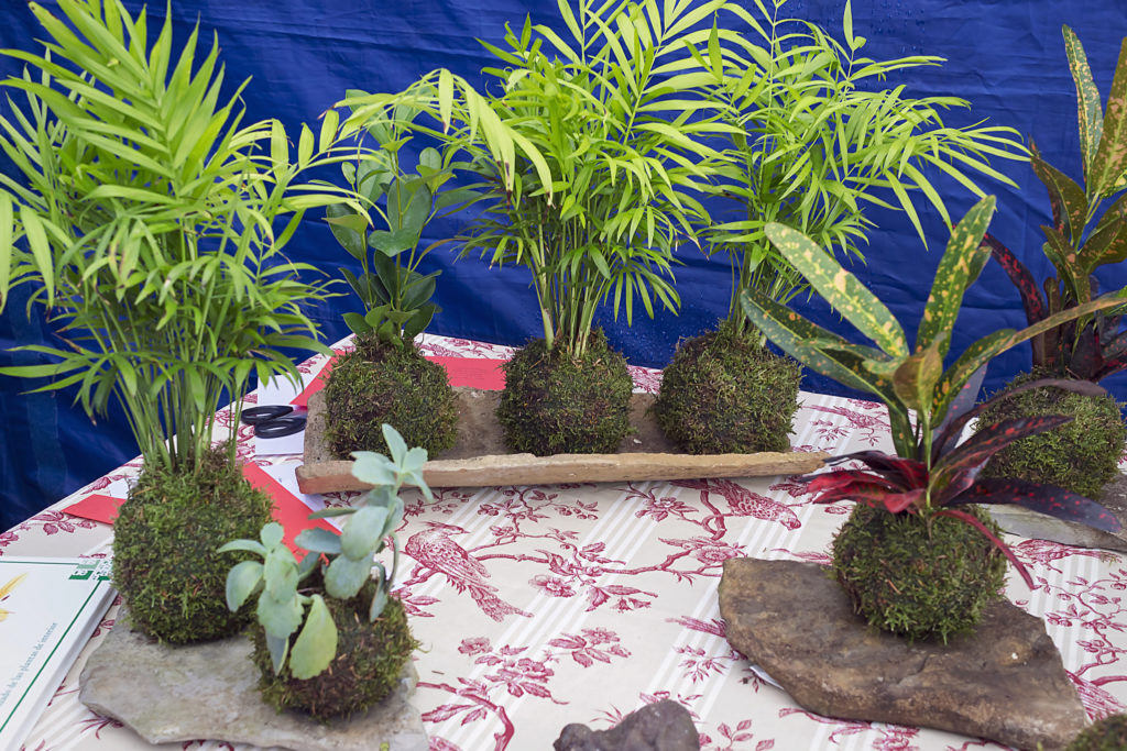 Kokedama is the Minimalist Plant You Need - My Daily Magazine - Art ...