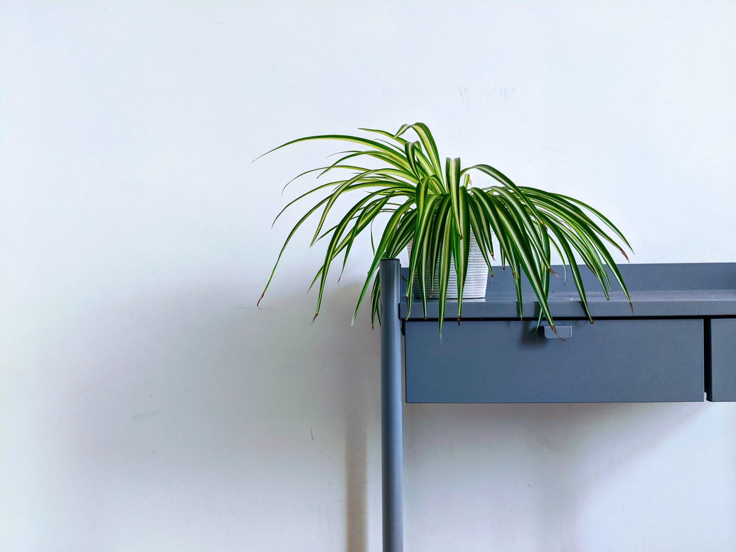 6 Pot Plants That Are Super Easy To Look After - My Daily Magazine ...