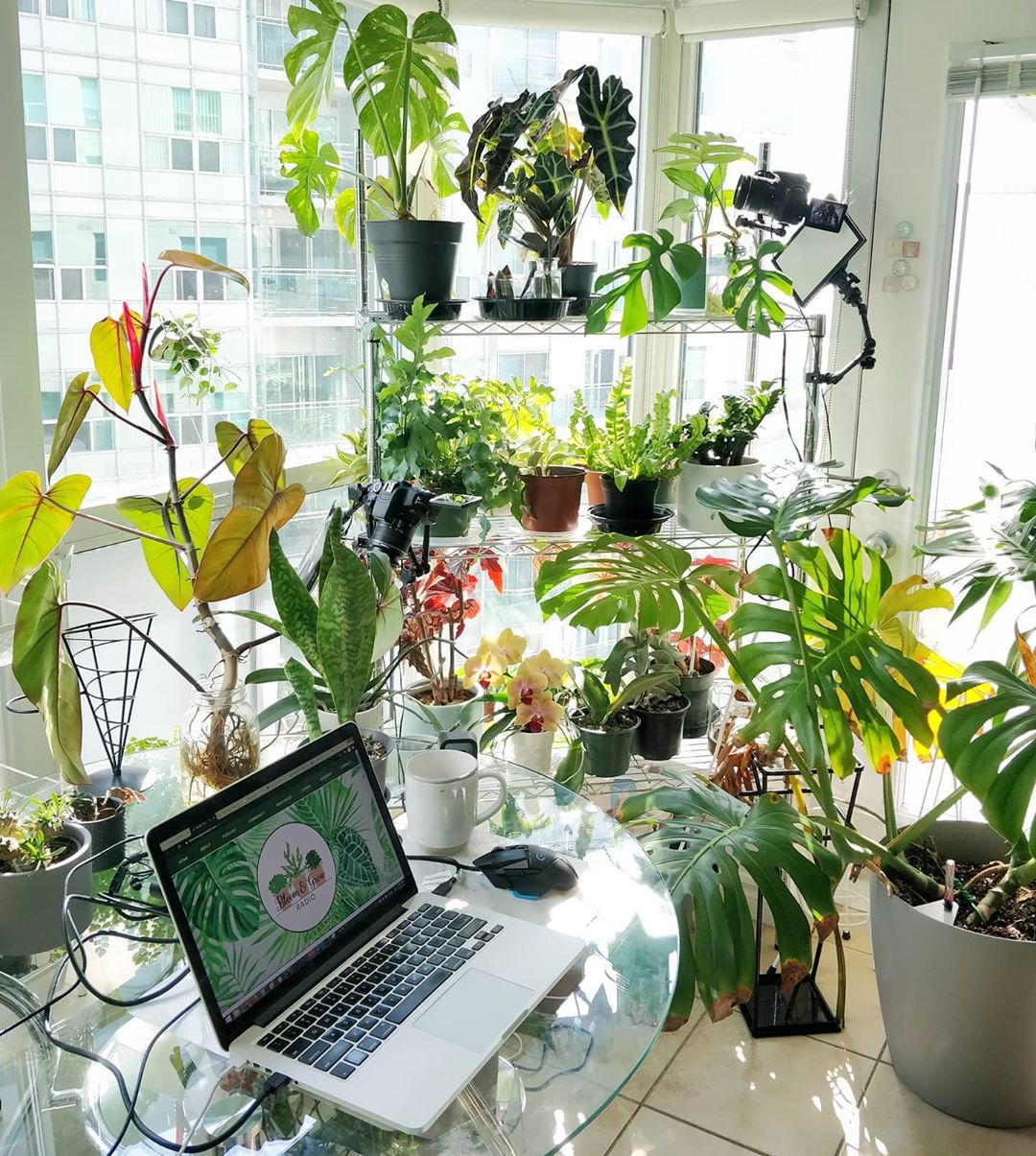Beautiful Instagram Accounts for Plant Lovers - My Daily Magazine - Art ...